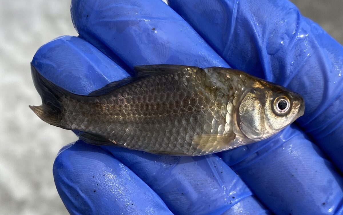 Goldfish | Invasives Canada